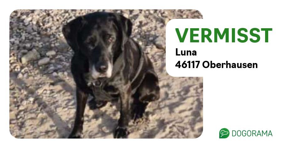 Hund Luna wird in Oberhausen vermisst! – Dogorama App