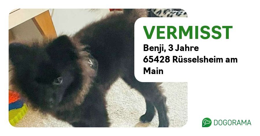 Hund Benji wird in Rüsselsheim am Main vermisst! – Dogorama App