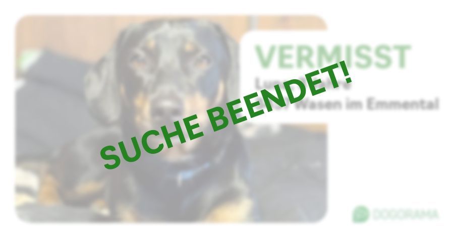 Hund Luna wird in Wasen im Emmental vermisst! – Dogorama App